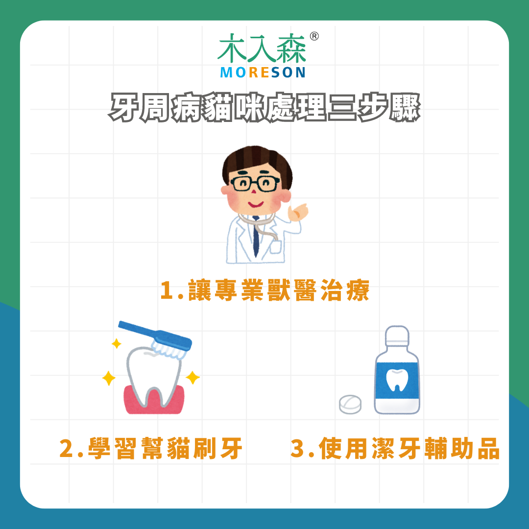 天啊貓咪牙齒突然掉了！為什麼貓咪突然掉牙？貓掉牙怎麼辦？ - 木入森Moreson｜寵物保健食品｜犬貓營養分類 精準保健補充